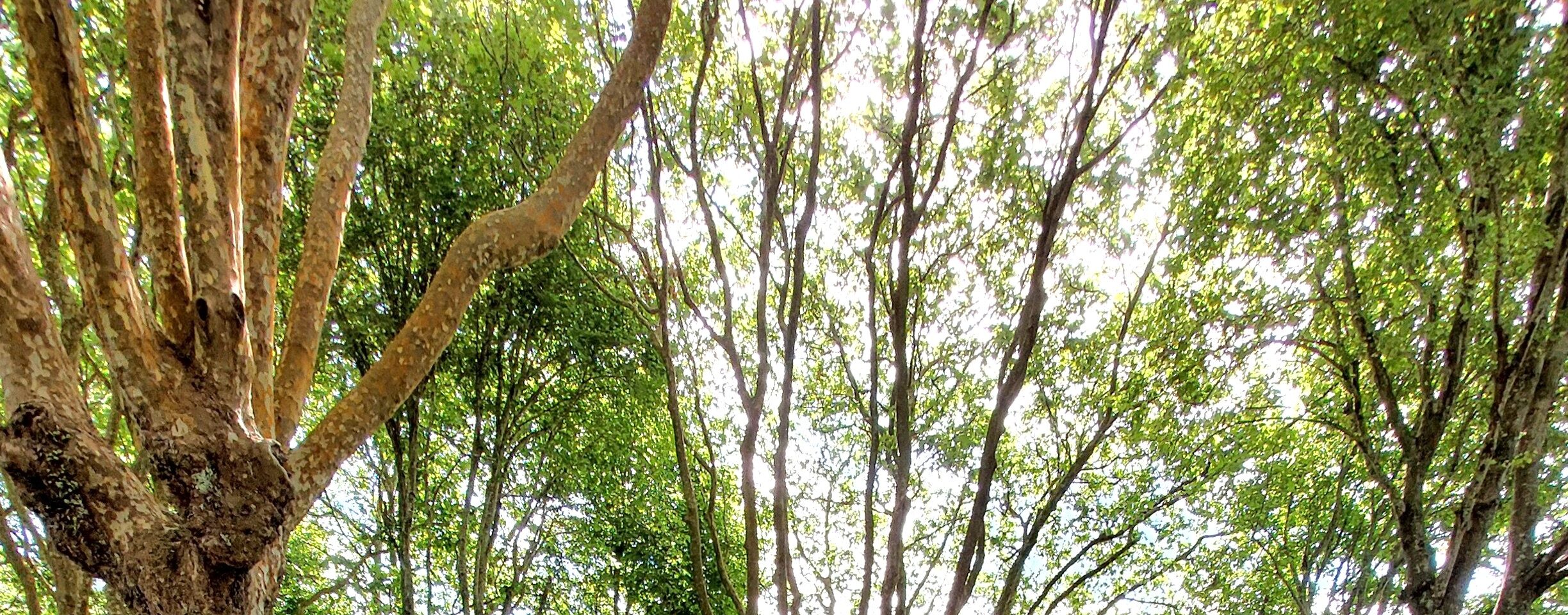 PTSD（心的外傷後ストレス障害）：CPTSD（複雑性PTSD）とDissociative Subtype of PTSD（解離症状を伴う心的外傷後ストレス障害） | Staa Psychology